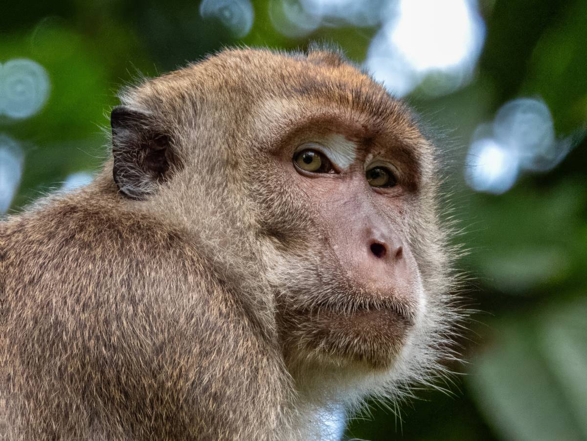 Un petit garçon de 6 ans meurt les poumons perforés par le singe de son ...