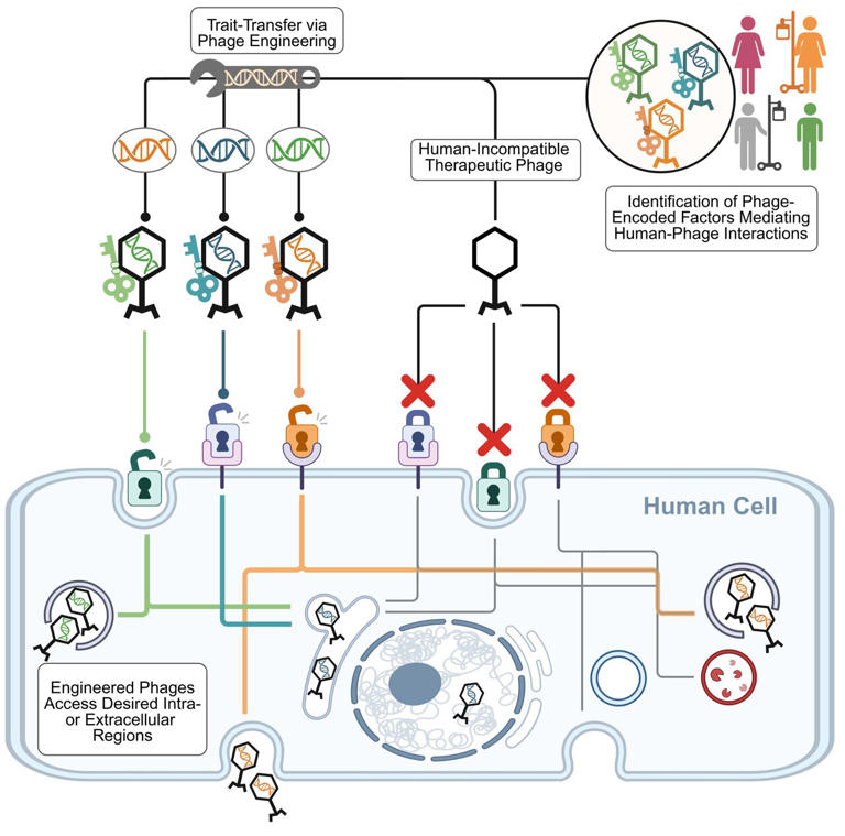 Molecular anchors on gut phages could open new therapeutic avenues