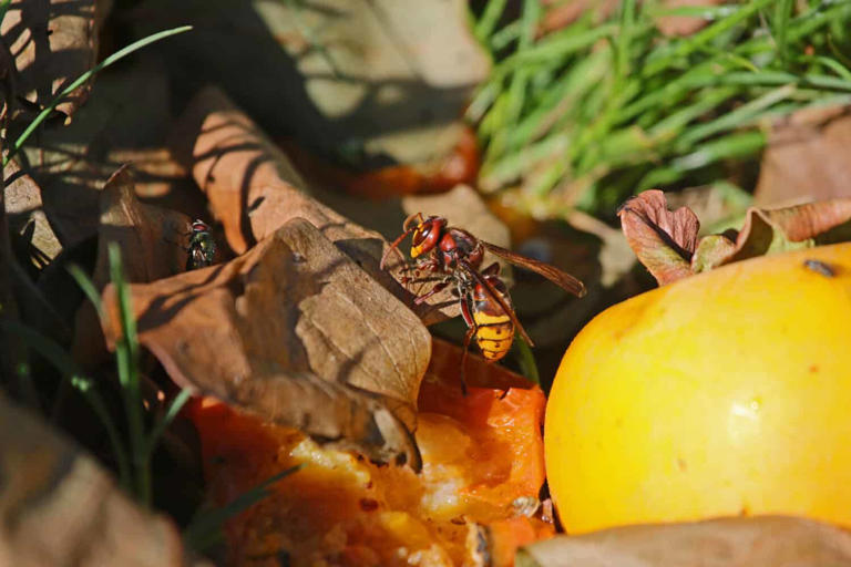 Why some wasps attack on sight — and how to stop them