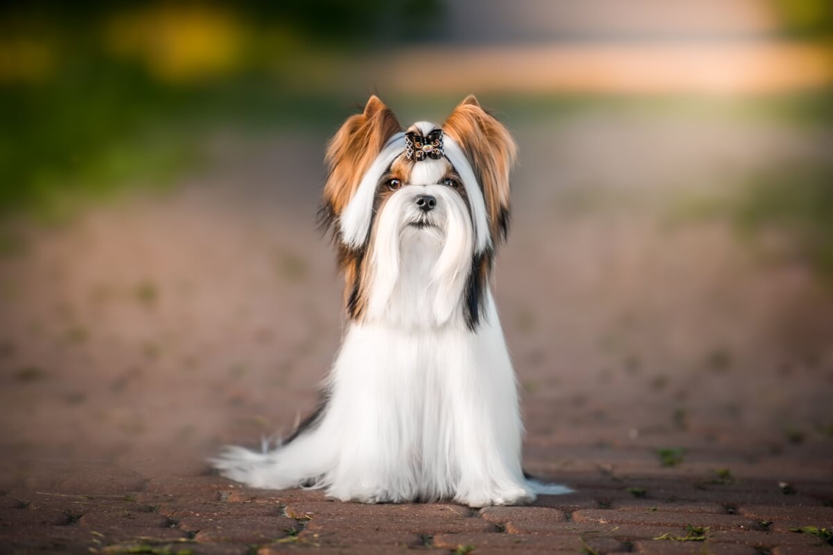 Biewer terrier: conheça as características do cachorro dessa raça