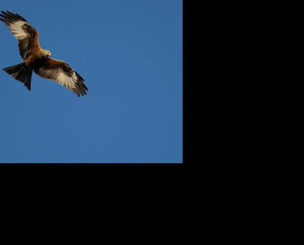 Town council warns public 'don't feed red kites'