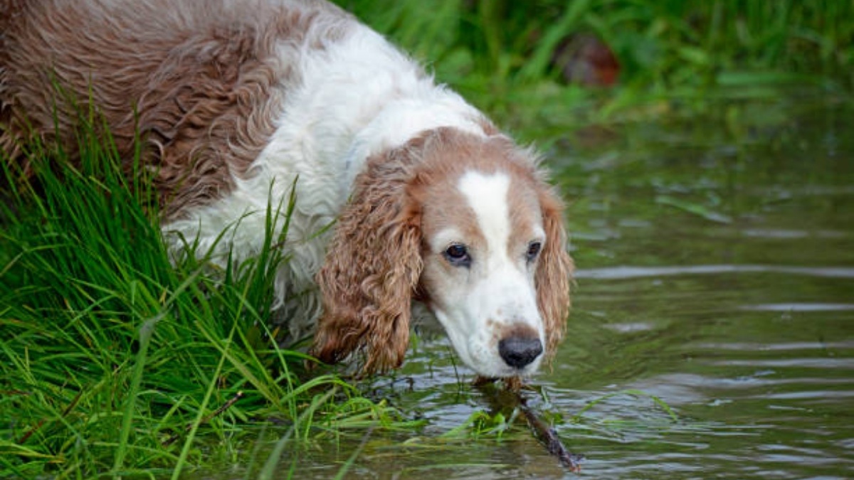 12 dog breeds that make everyone ask, what kind of dog is that?