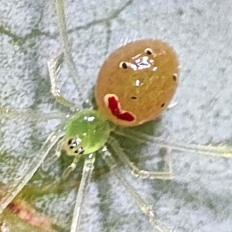 Spider with 'happy face' discovered in the Himalayas