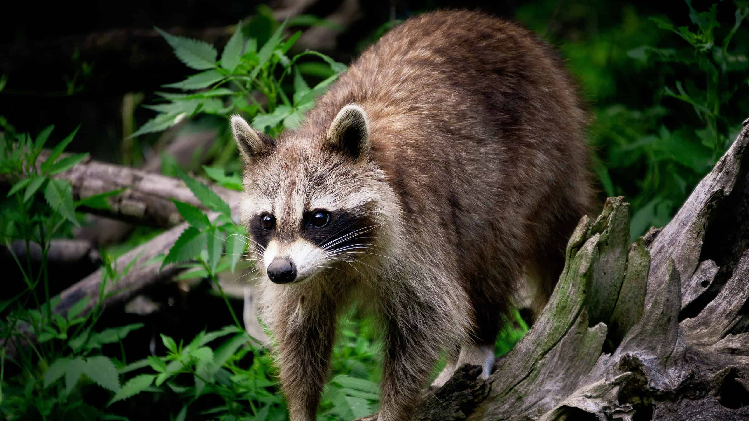 The natural predators that keep raccoons in check