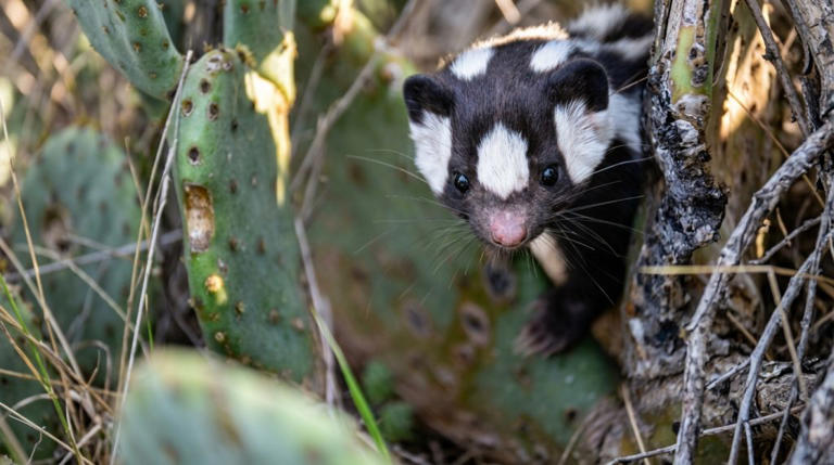 This tiny skunk does a running handstand to scare off predators and ...