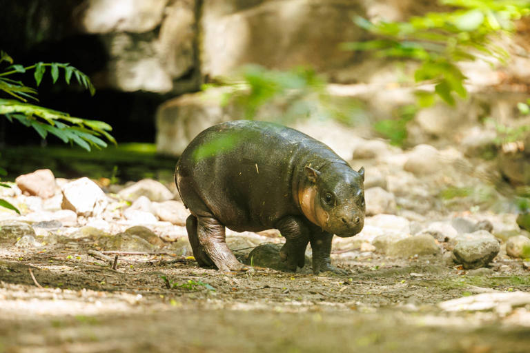 Berlin Zoo welcomes rare baby pygmy hippo with the cutest name