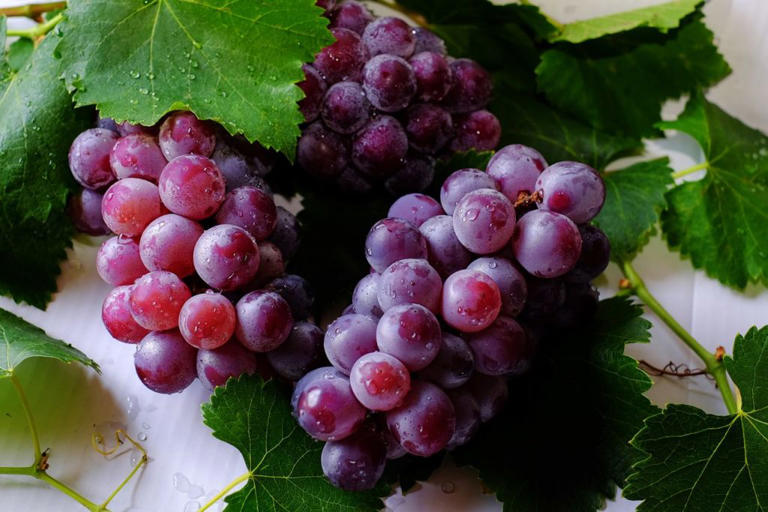 DNA from 2,000-year-old grape seeds reveals origins of modern wine
