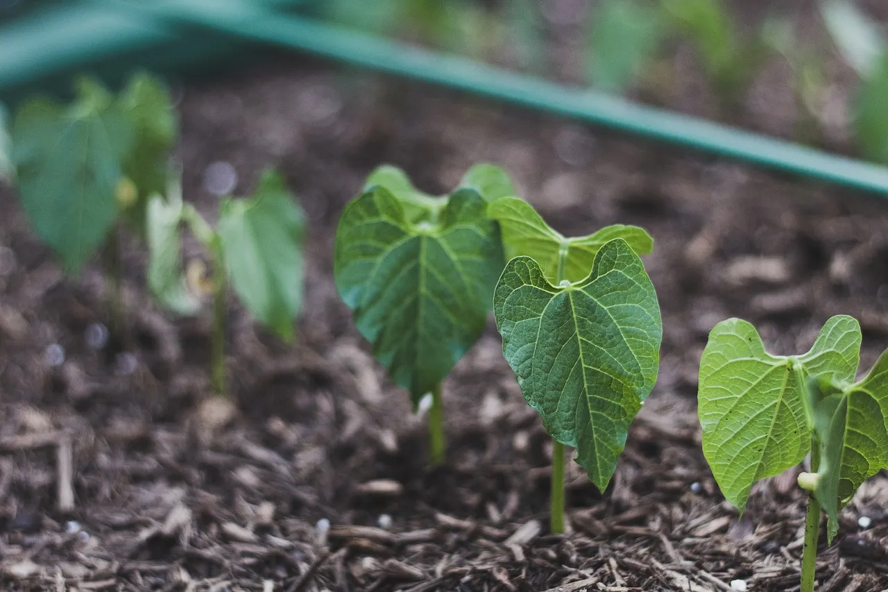 How to grow bush beans for a massive small-space harvest