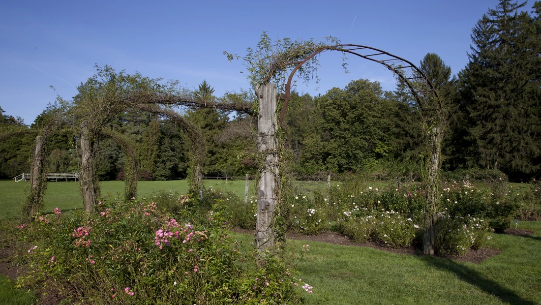 9 creative garden trellis ideas for beauty and function