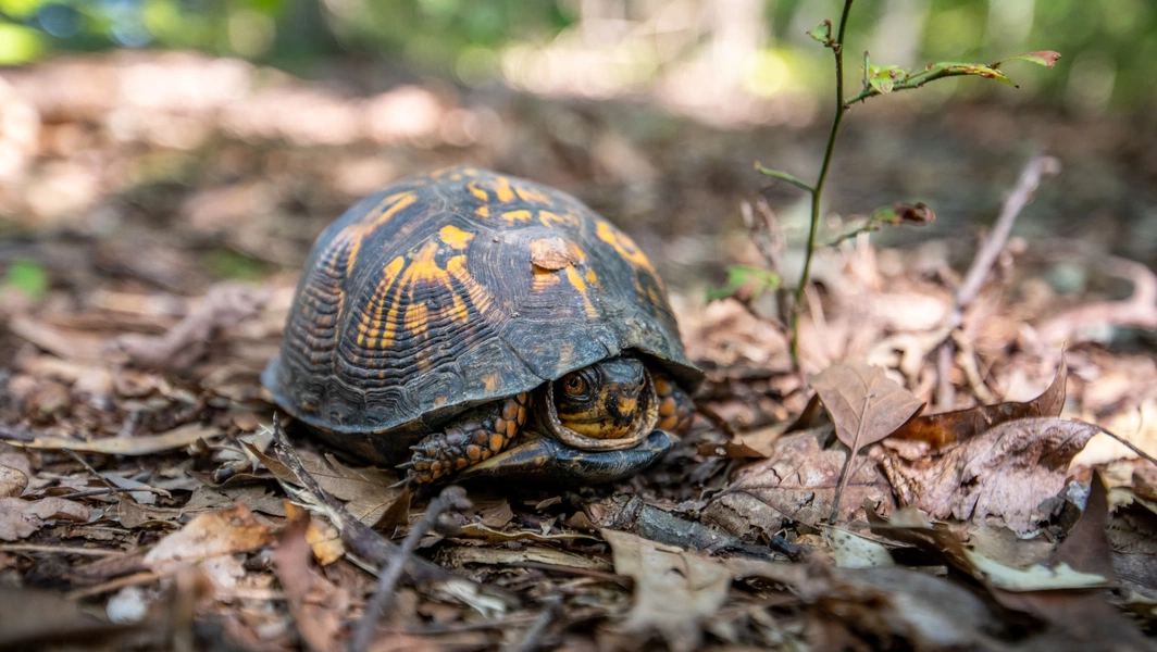 10 legally protected wildlife you might see at home