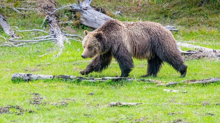 Grizzly bear mauls hiker, drags him dozens of feet on Glacier National ...