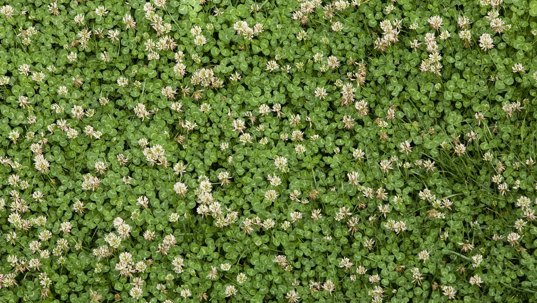 16 flowers that boost soil health and garden biodiversity