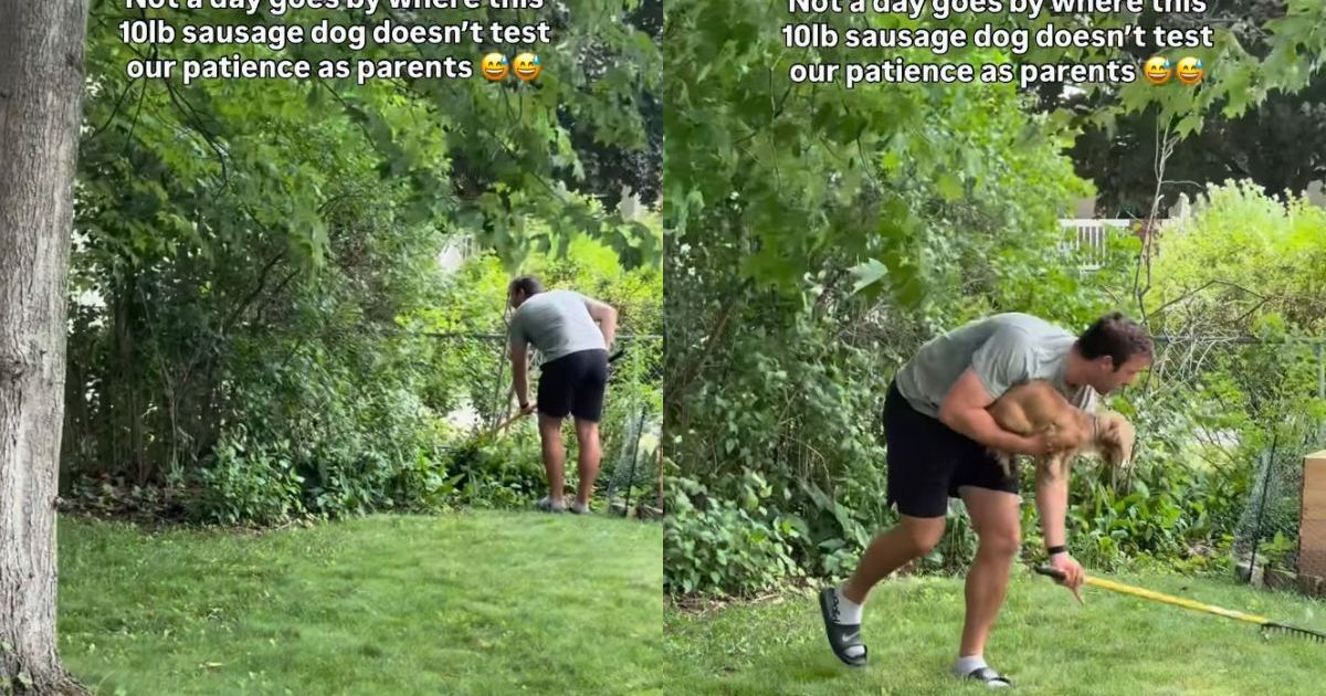 Dog lets owner complete entire rescue operation before casually exiting ...