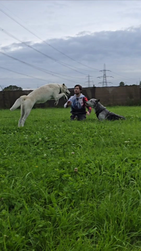 I howl with my wolf pack under the evening sky