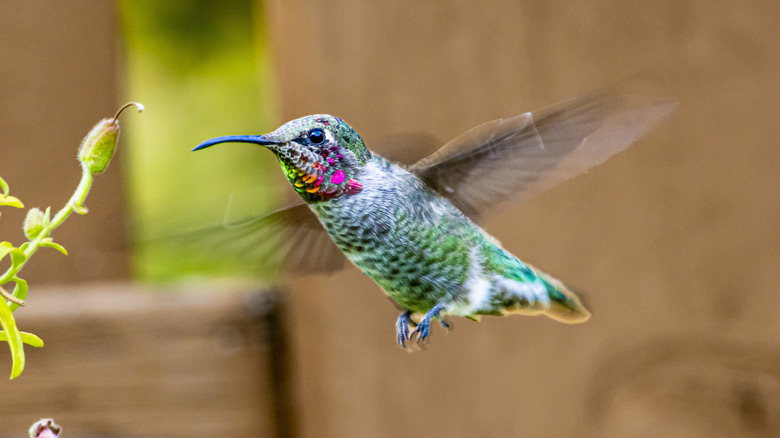 5 fast-growing flowers that will turn your yard into a hummingbird haven