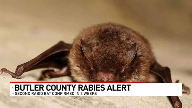 3rd bat tests positive for rabies in one Tri-State county