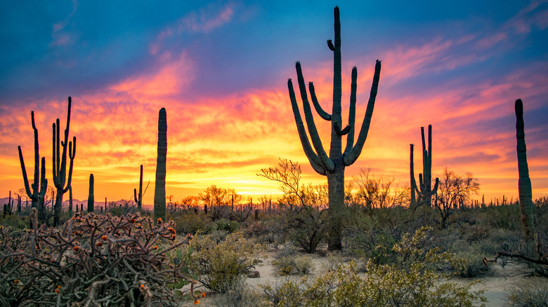5 creatures to beware of when visiting Saguaro National Park