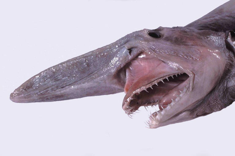 Goblin shark with face 'not even a mother would love' seen alive for ...