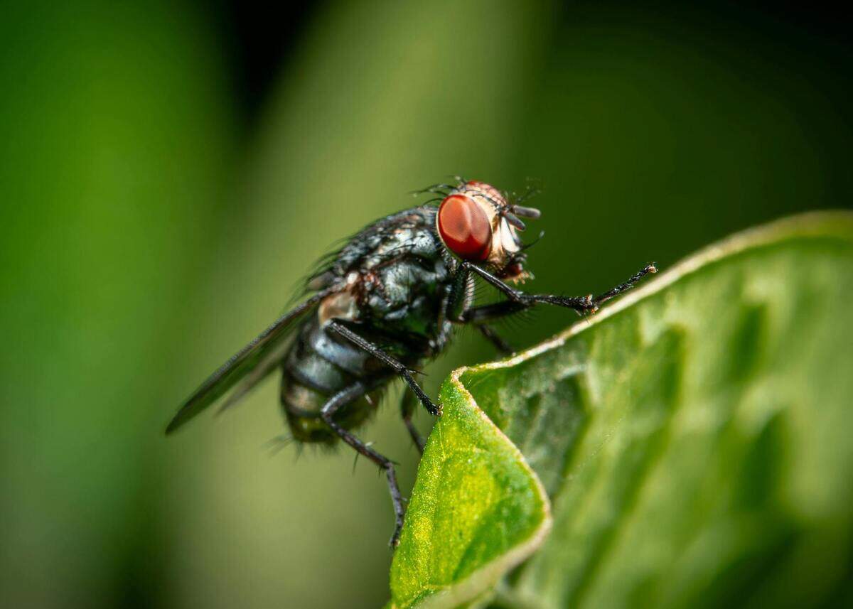 Gross flies are swarming GA right now. Here's how to best keep them out ...