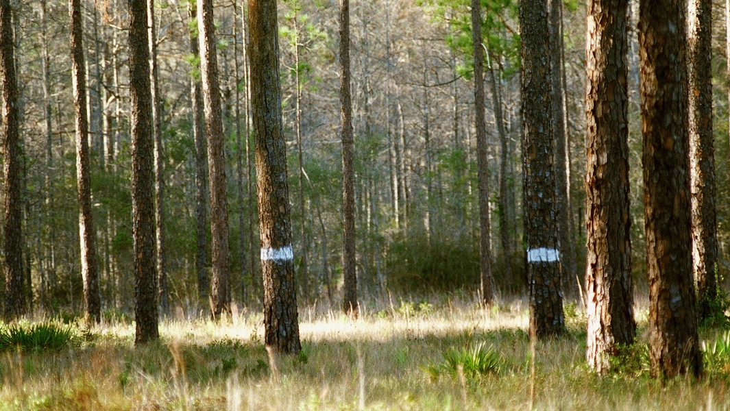Meanings of orange paint and other tree marks