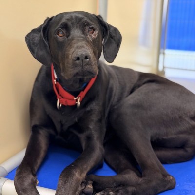 Meet Ryno: Featured pet for June 12, 2026