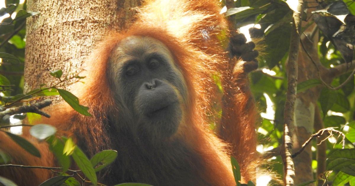 World's rarest orangutans pushed closer to extinction as 58 were killed ...