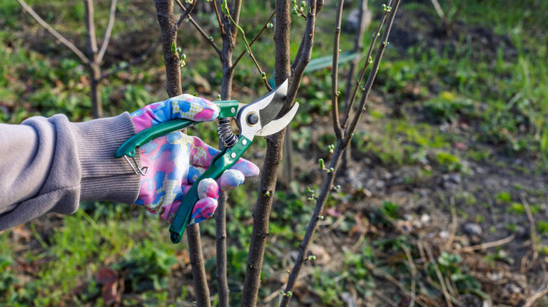 The best time to prune your plum tree (& the best way to do it)