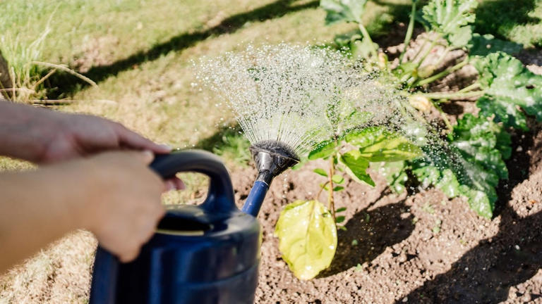 6 typische Fehler beim Gießen von Zucchini