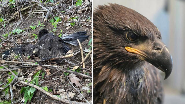 52-day-old bald eagle named Snow falls when his nest gives way, and now ...
