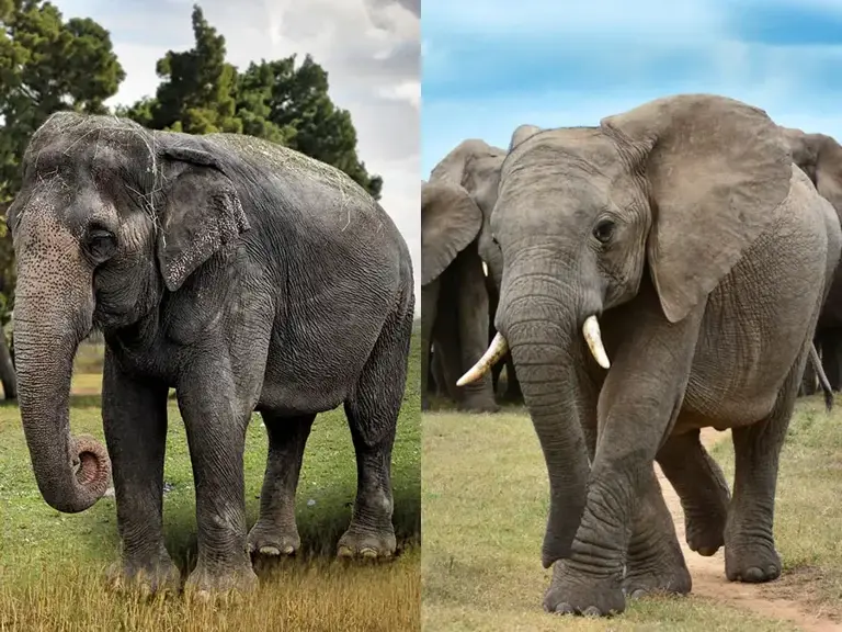 14 animals that look identical but are completely different species