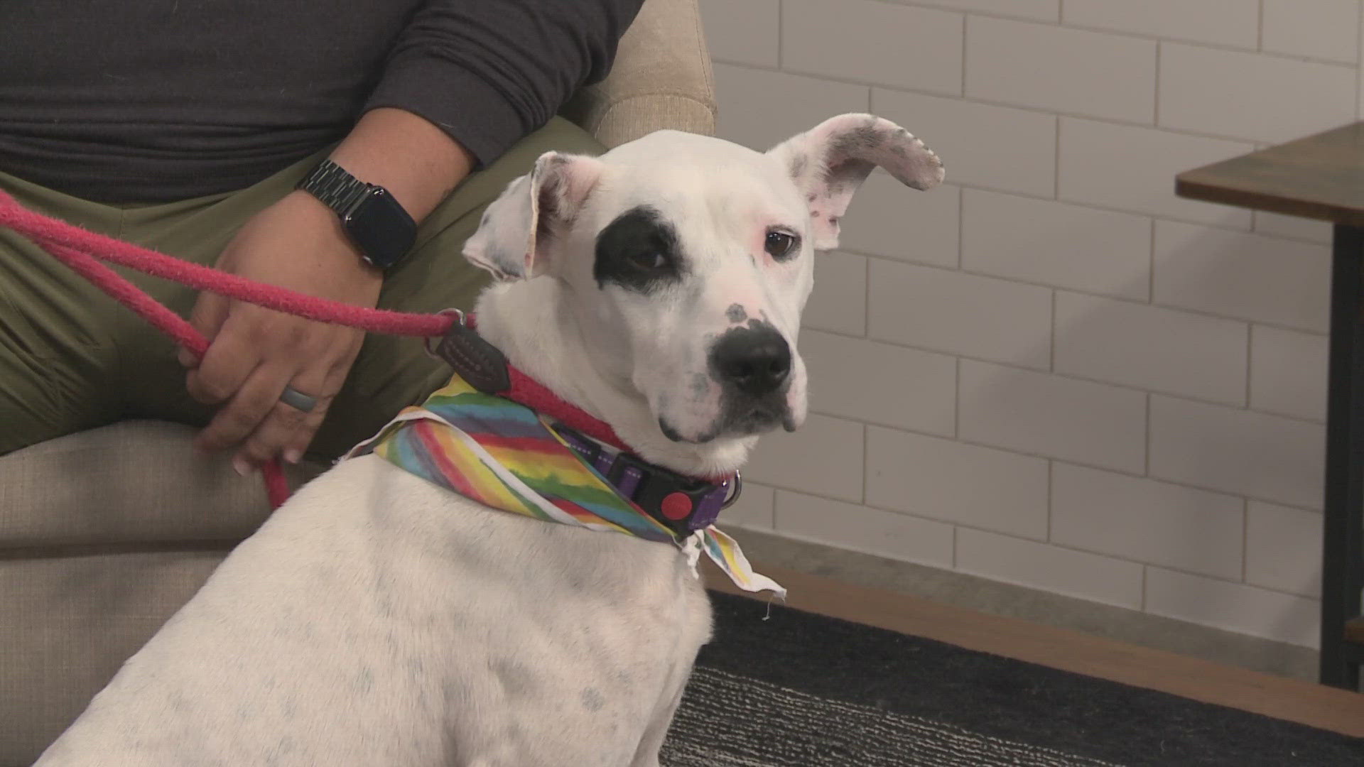 Bullseye is available to adopt from the Williamson County Regional ...