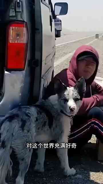 China man loses his famous dog... it gets eaten in a restaurant 👀