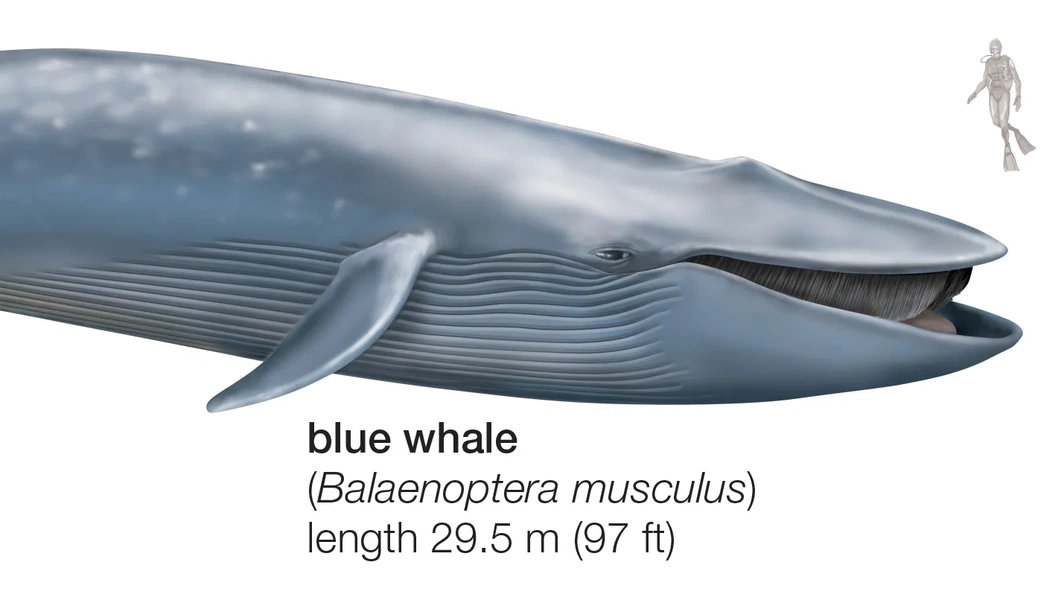 11 astonishing size comparisons from nature to engineering