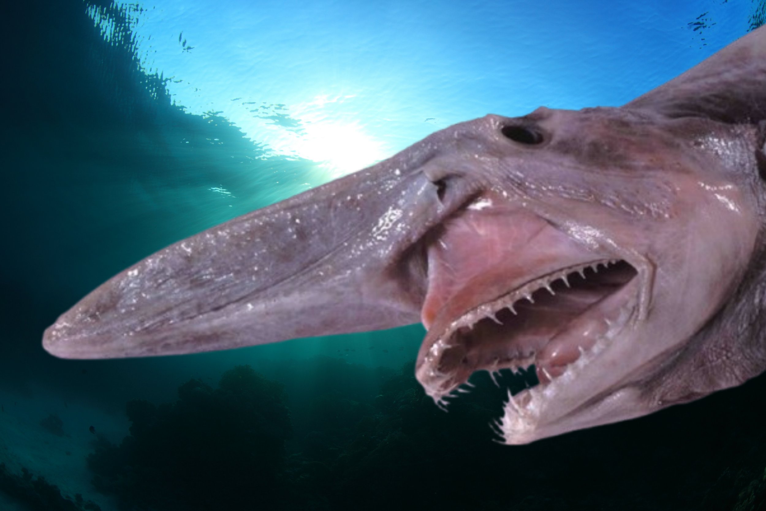 Goblin shark with face 'not even a mother would love' seen alive for ...