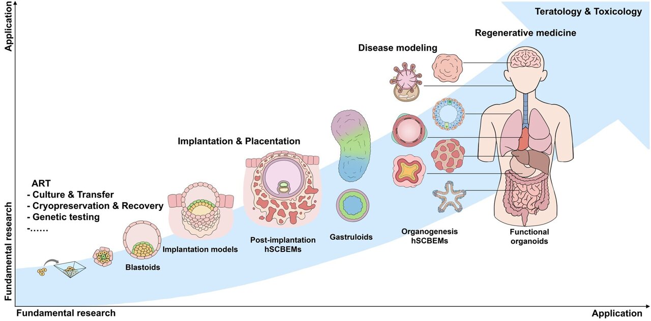 Stem cell embryo models could unlock infertility clues beyond 14-day ...