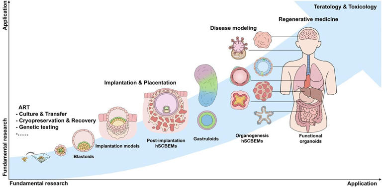 Stem cell embryo models could unlock infertility clues beyond 14-day ...
