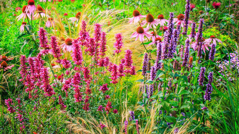 Cut these 6 perennials back in June for a vibrant second flush of ...