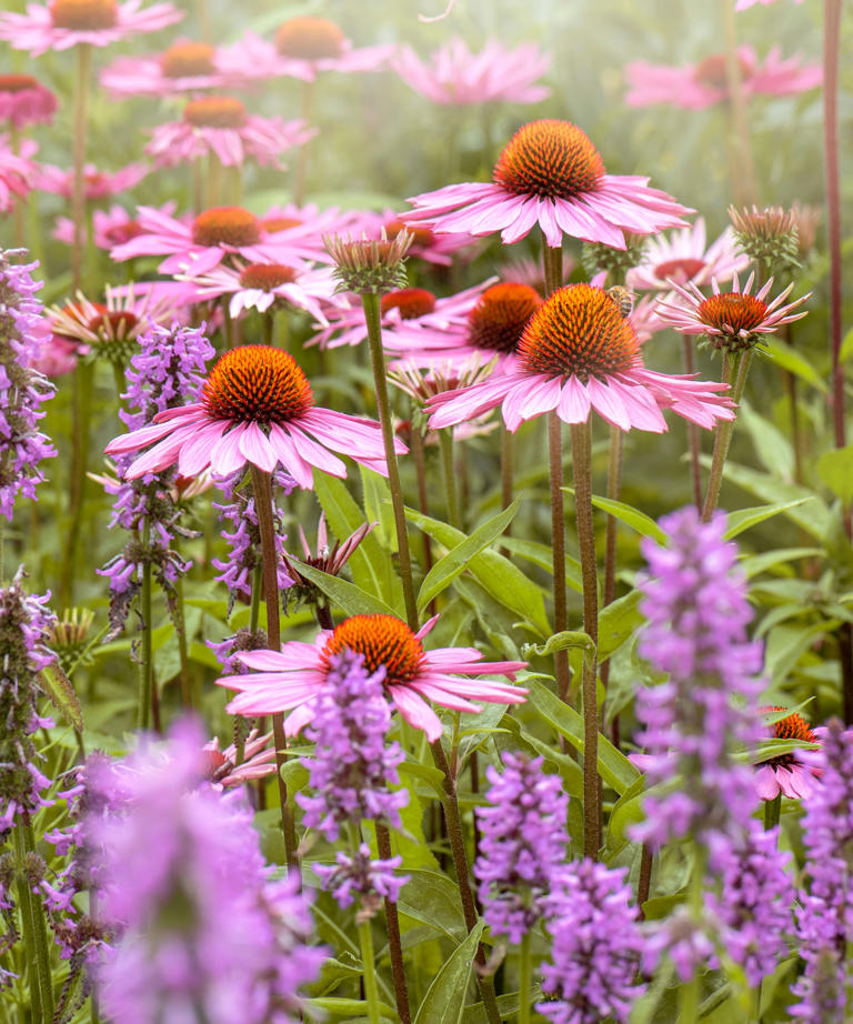 Cut these 6 perennials back in June for a vibrant second flush of ...