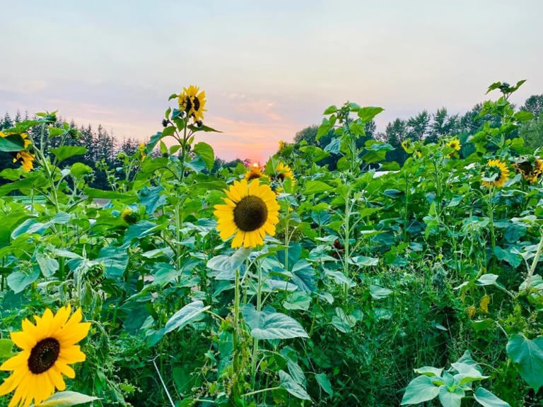 Brothers that save sunflower seeds every year now look up at 16-feet ...