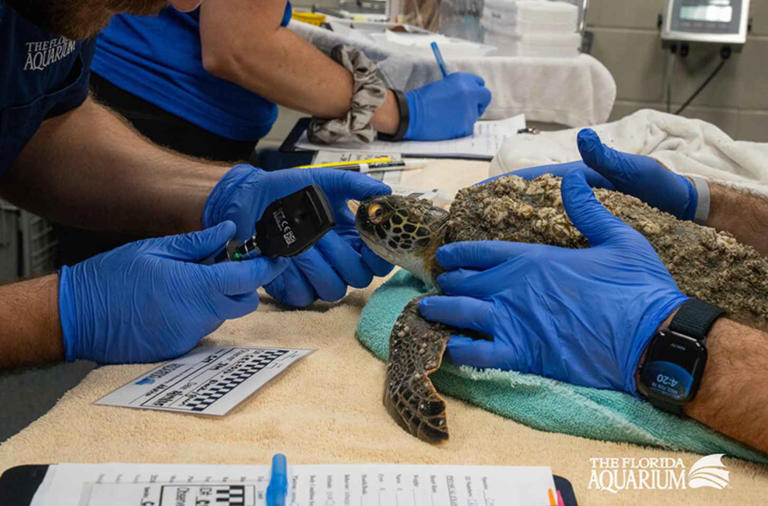 Sea turtle makes dramatic recovery after boat strike: 'The most severe ...