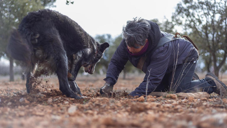 El 'diamante negro' de Teruel hace historia: su trufa es nombrada la ...