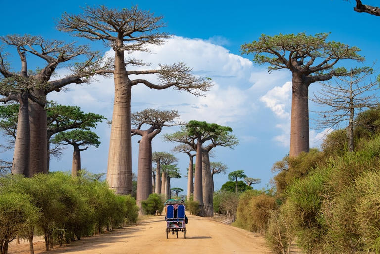 Meet the baobab, the prehistoric-looking tree whose largest living ...