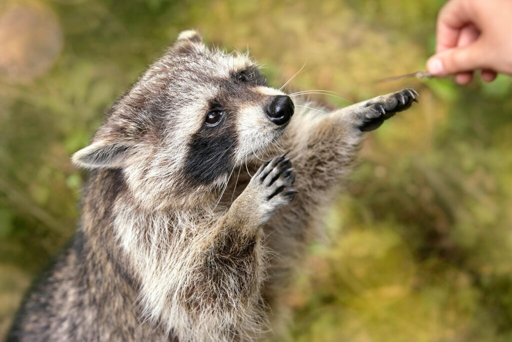 Friendly raccoon keeps coming back after child’s kind gesture changes ...