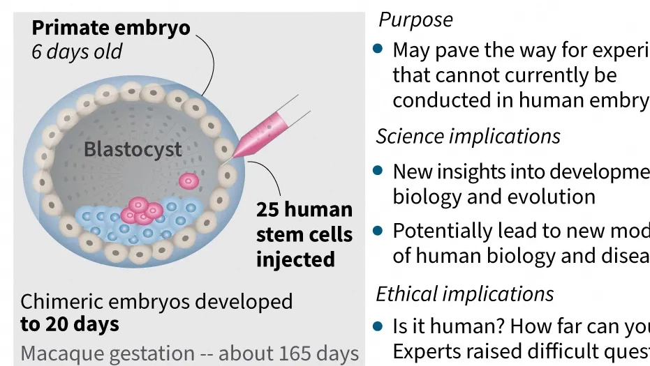 Science, myths, and ethics of human–ape hybrids