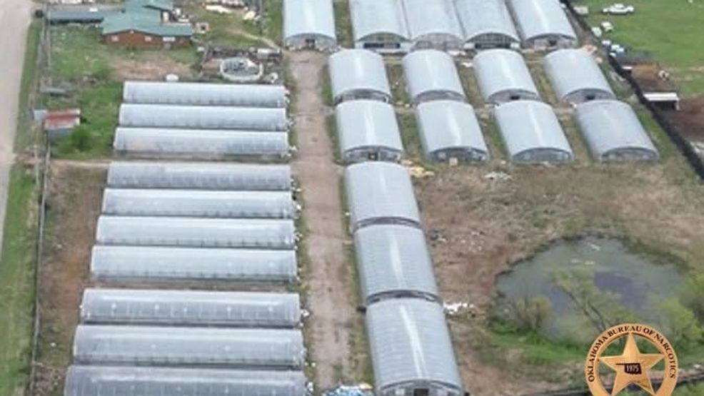 OBN agents seize 49,000 marijuana plants in black market bust