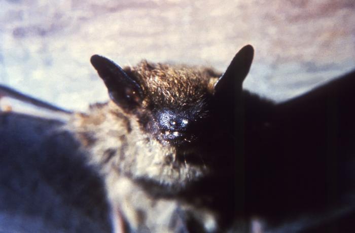 Second rabid bat confirmed in Butler County. Here's how to stay safe