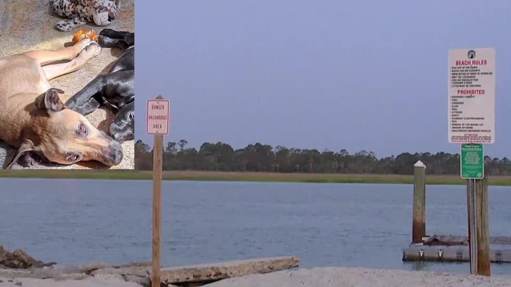 Search continues for dog that went missing after Tybee Island house fire