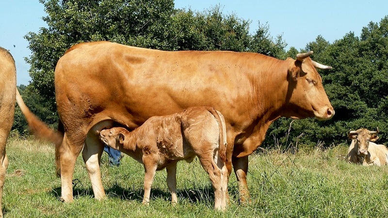Ni Miss Universo ni Miss España: vuelve Miss Vaca, el certamen de vacas ...