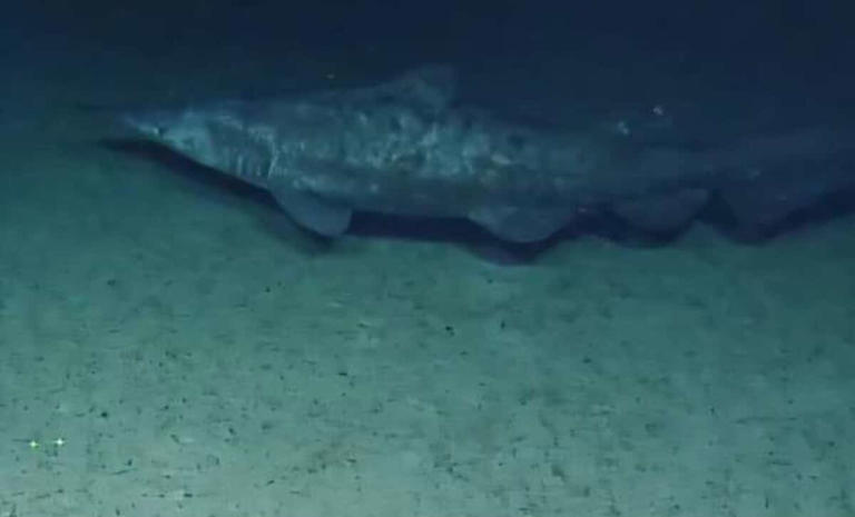 Scientists captured rare footage of a “living fossil” shark nearly 700 ...
