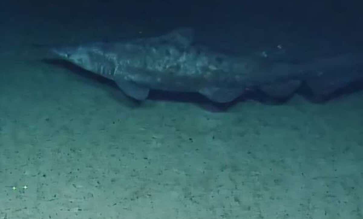 Scientists captured rare footage of a “living fossil” shark nearly 700 ...